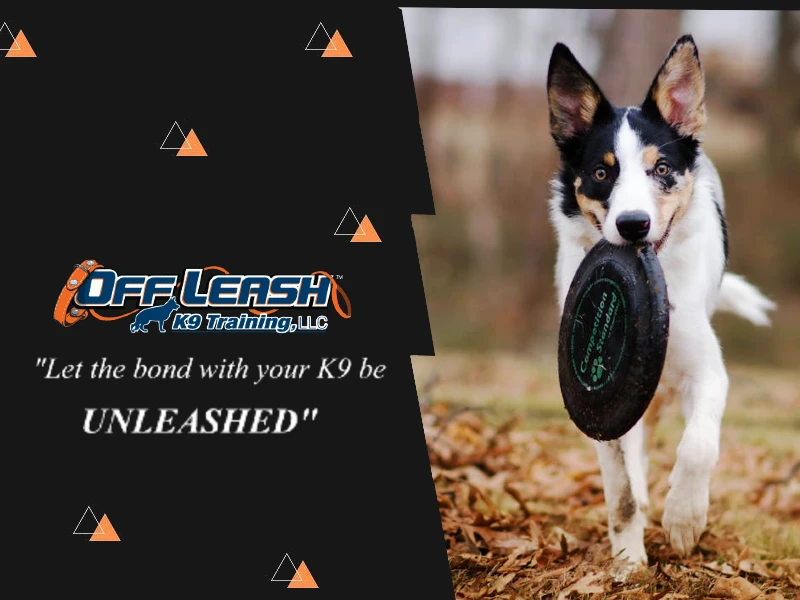 About Off Leash K9 Training Oklahoma | Meet The K9 Trainers